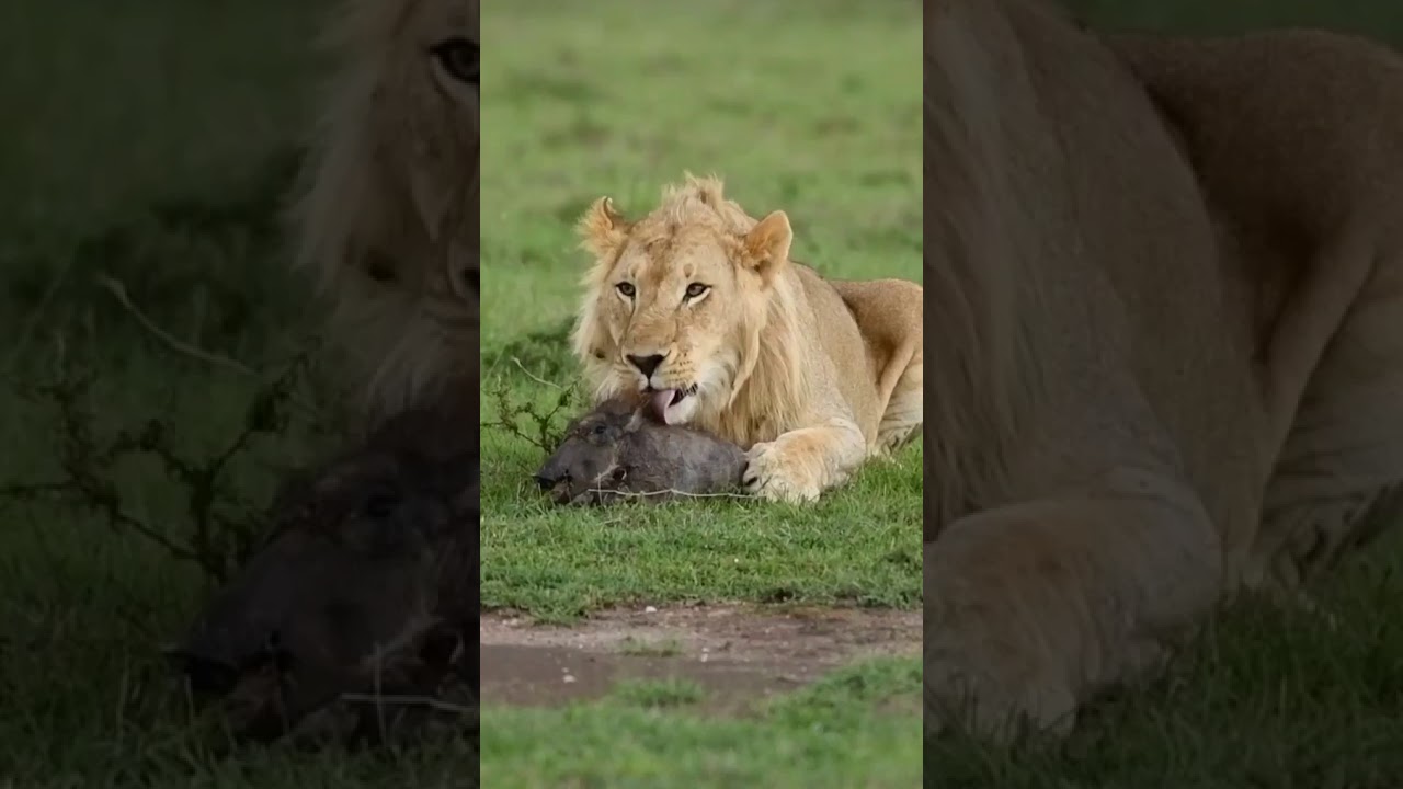 Lion eating Baby warthog - YouTube