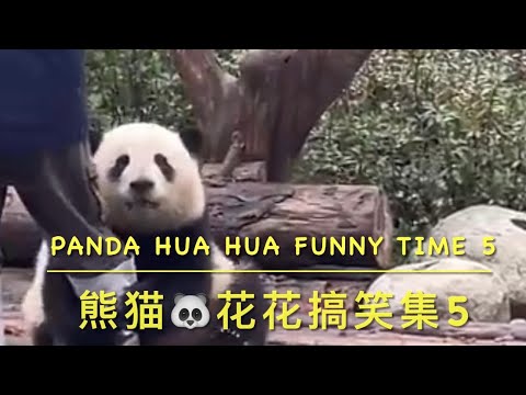 Panda Hua Hua funny time 5 🐼🤪