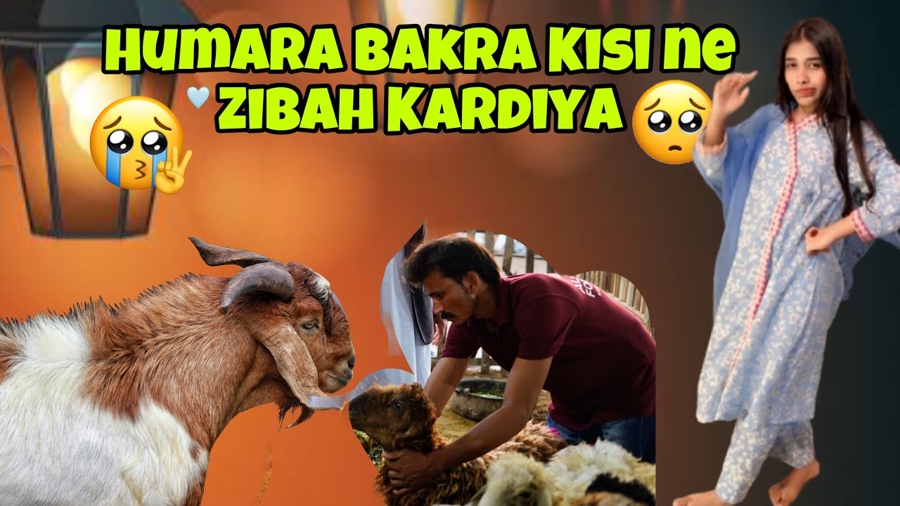 Eid Mubarak |Humara Bakra Kisi Ne Zibah Kardiya 😭 - YouTube
