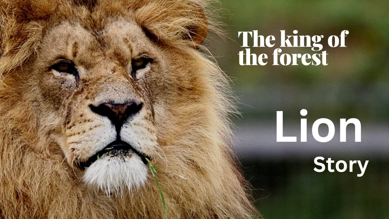 The king of the forest. the lion is powerful king in jungle - YouTube