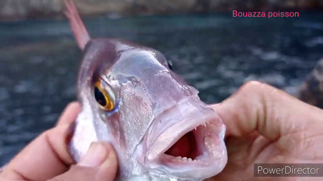 كاب فيقالو, صيد السمك باجو. cap Figalo pêche poisson pageot ( pagre ...