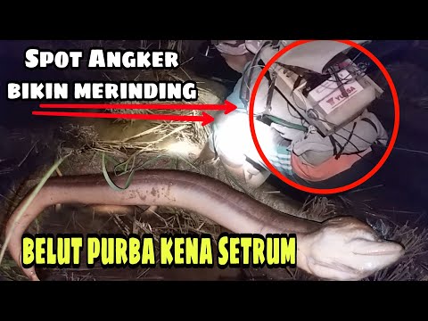 Nyetrum belut malam hari di sawah menggunakan alat setrum manual