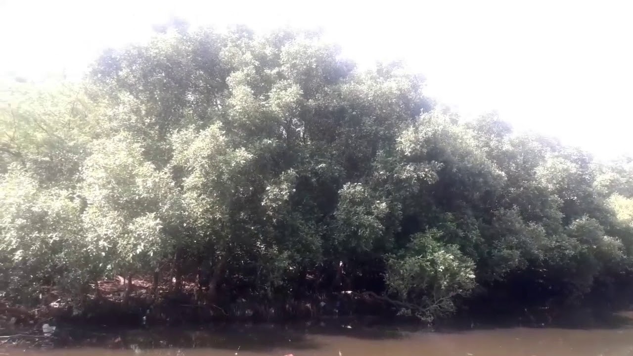 Puducherry Mangrove forest - YouTube