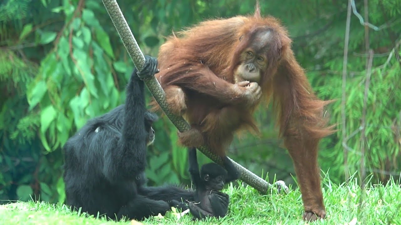 Orangutan Adopt Siamangs Baby Monkey - YouTube