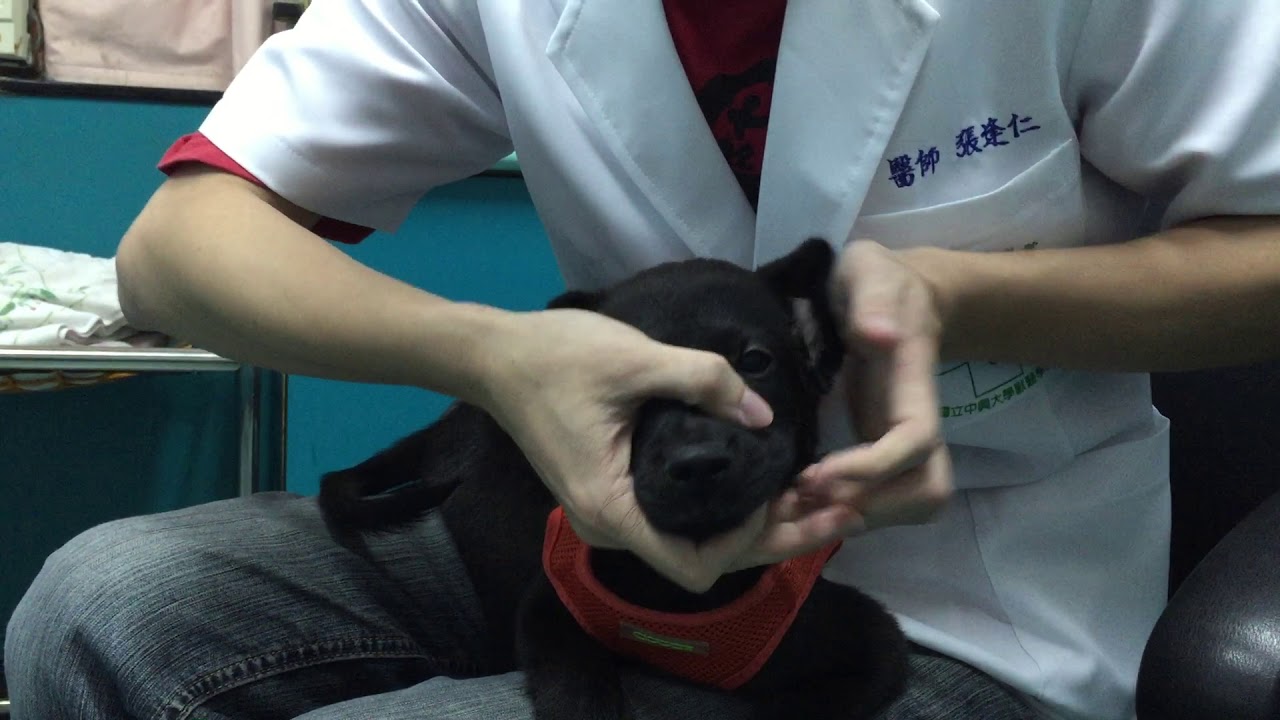 menace test for 3 months old puppy - YouTube