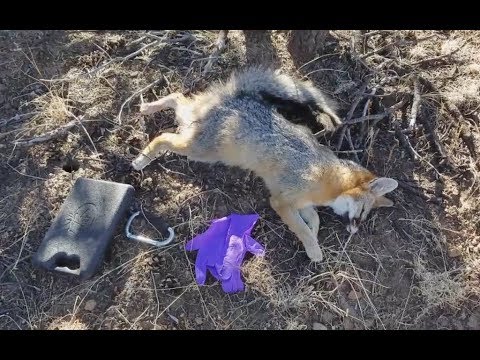 How To Skin A Fox or Coyote - YouTube