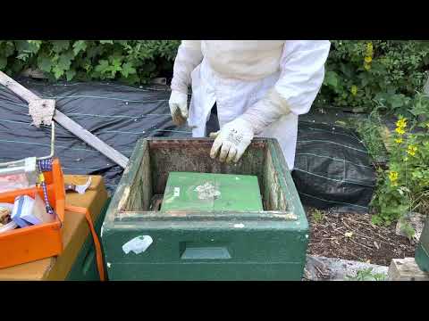 Anaarısı  çiftleşmeden geri gelmeyen bölmeye başka ana arı verdik