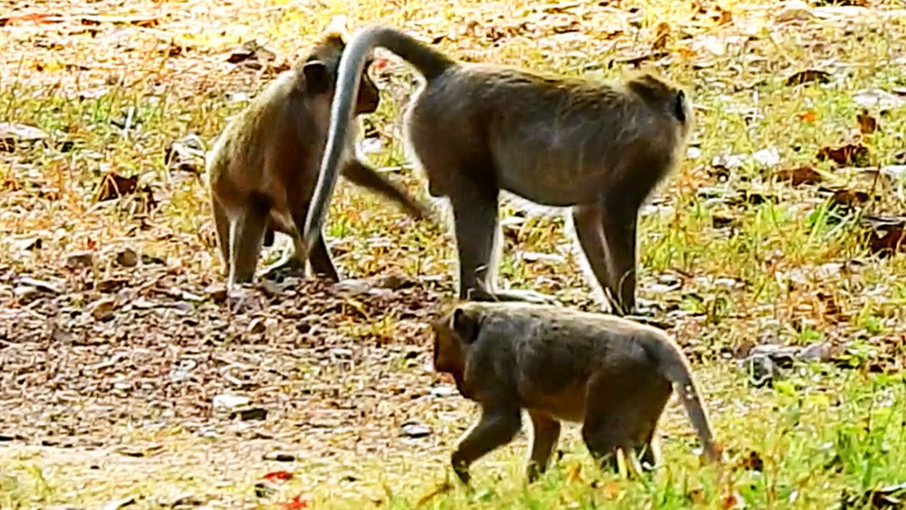 Funny monkeys show amusing action - YouTube