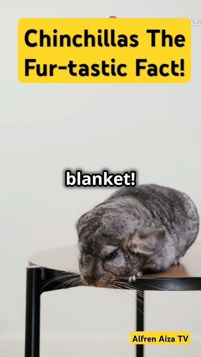 Chinchillas The Fur-tastic Fact! - YouTube