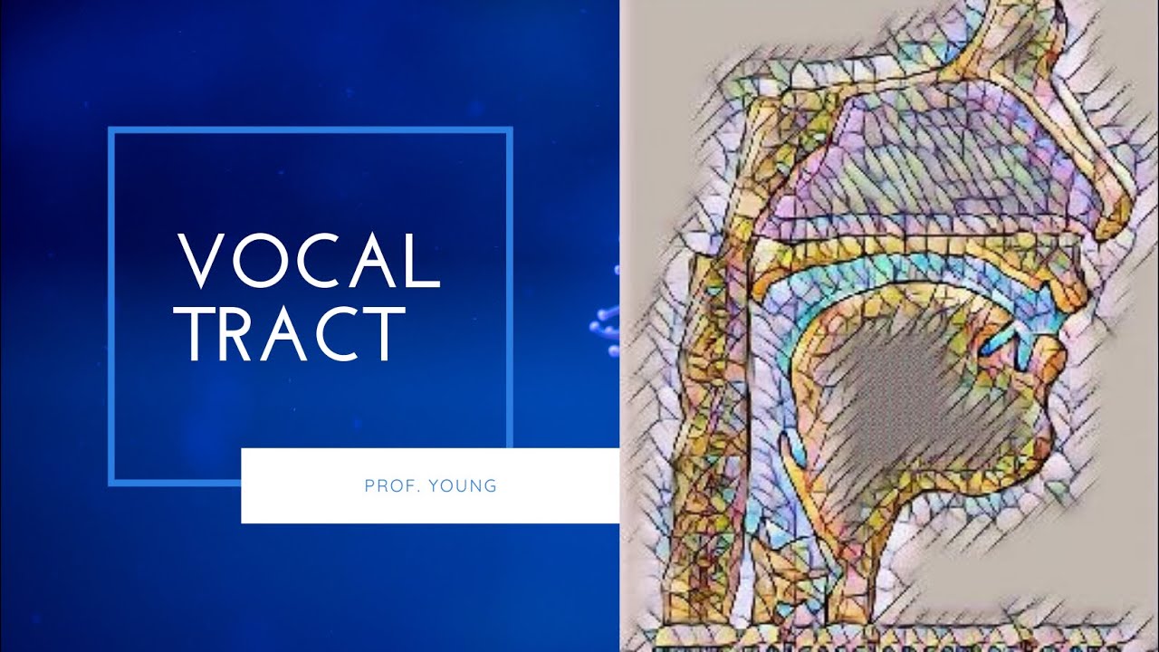 Introduction to the Sounds of Language - Vocal Tract| Esophagus| Vocal ...