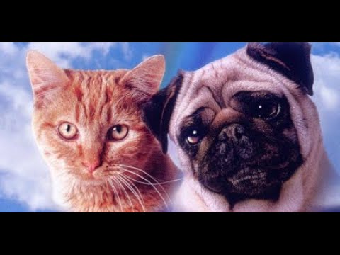 The Adventures of Milo & Otis (VHS Opening, 1999)