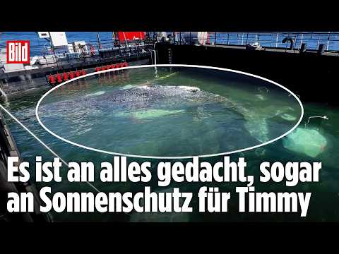 OSTSEE-WAL: Buckelwal Timmy erreicht Dänemark auf Weg in die Nordsee