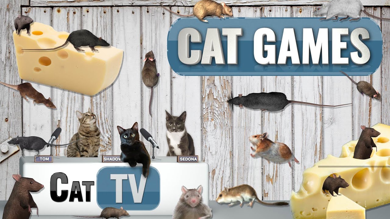 Cat Games | 🐭 Rodent Rendezvous: Mice, Rats, and Hamsters Delight ...