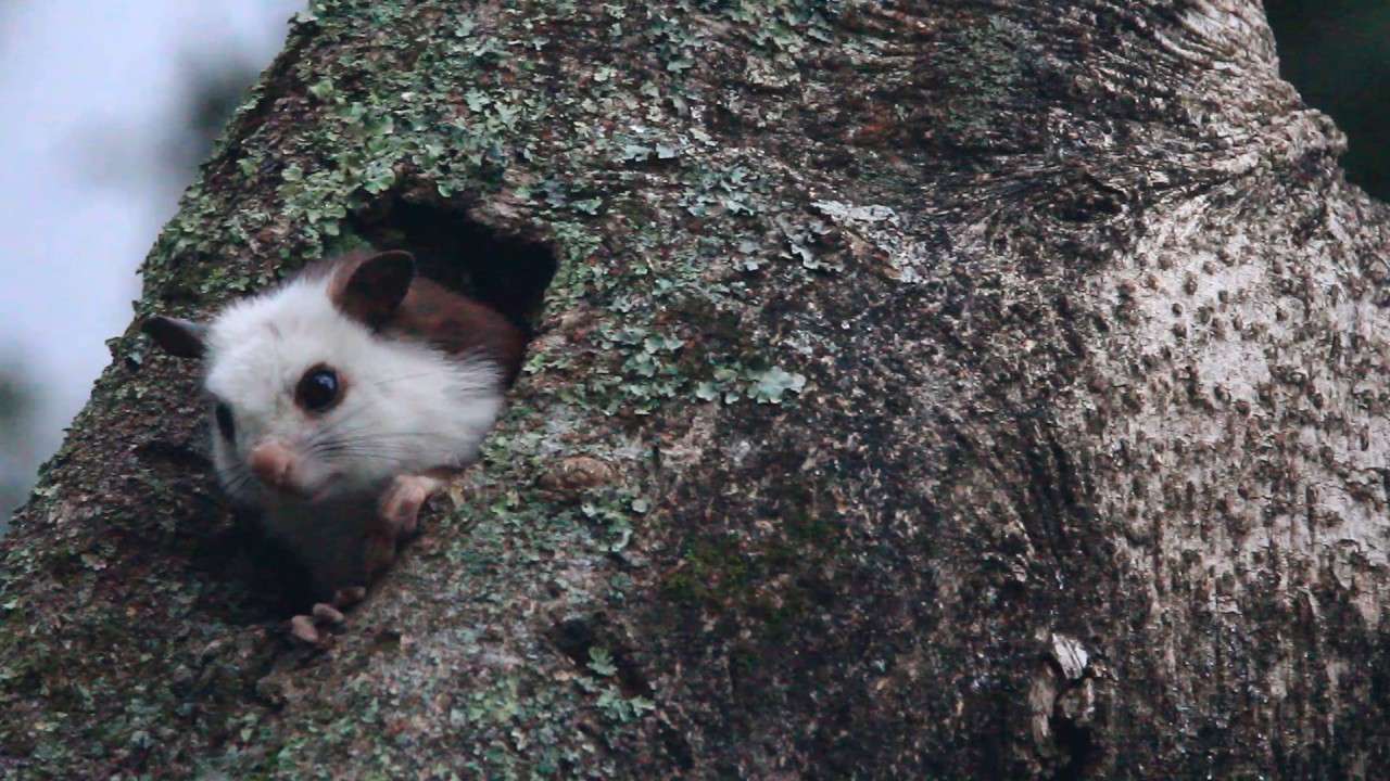 Formosan white-faced squirrel, 白面鼯鼠 - YouTube