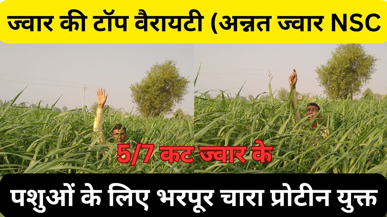 अनंत ज्वार ज्वार की टॉप वैरायटी Anant Jawar Top Variety of #jwar #anant ...