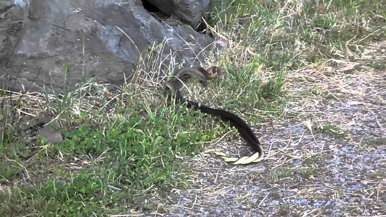 Accouplement de serpents - YouTube