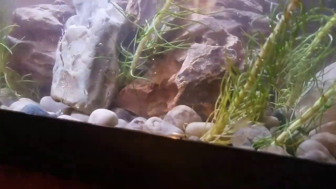 Fish tank hardscape timelapse - YouTube