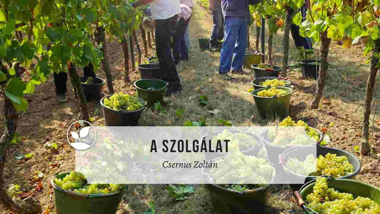 A szolgálat - Csernus Zoltán - 2023.06.25. - Veresegyház - YouTube