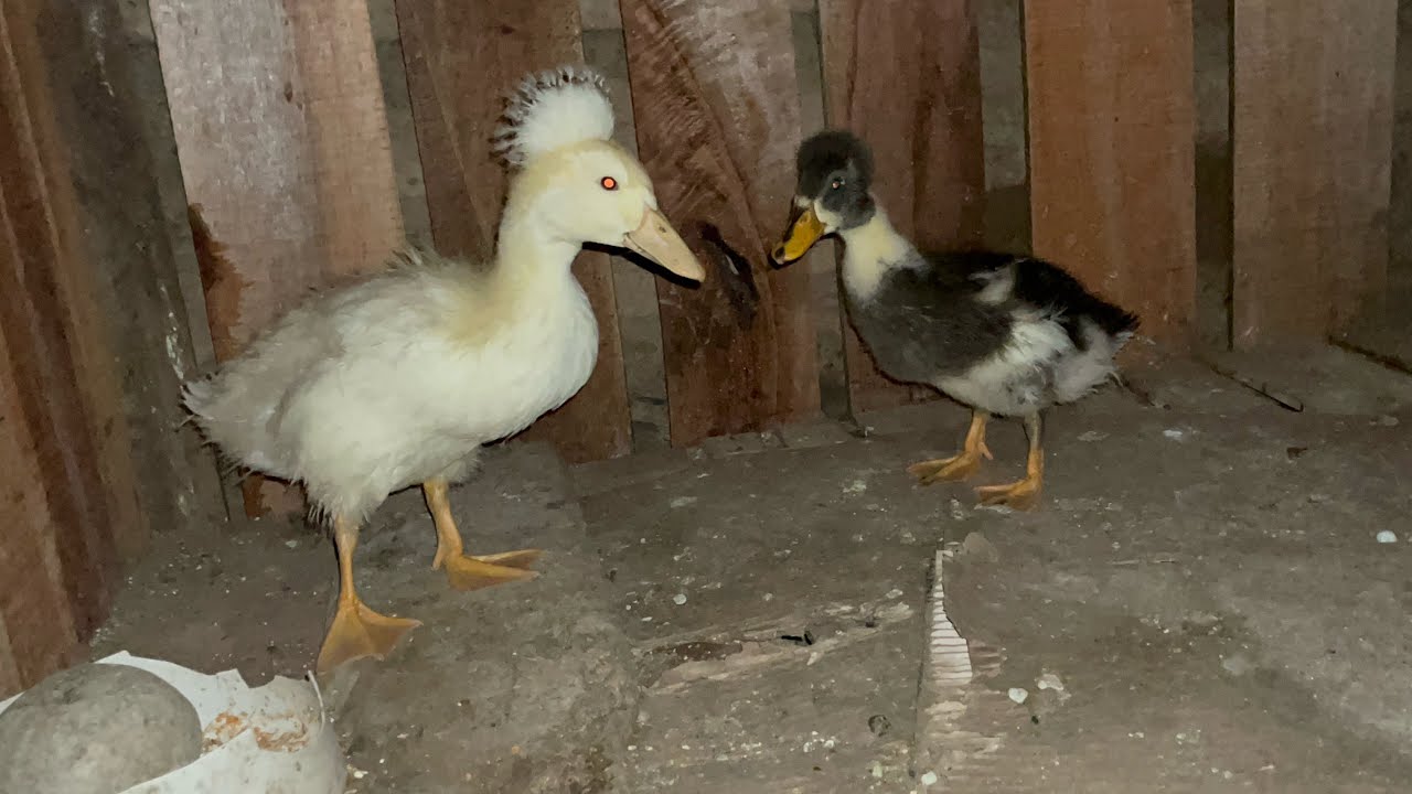 Los patos son muy tiernos cuando tienen peluca - YouTube