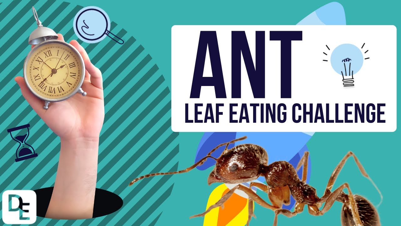 How quickly can ants eat a plant? - YouTube