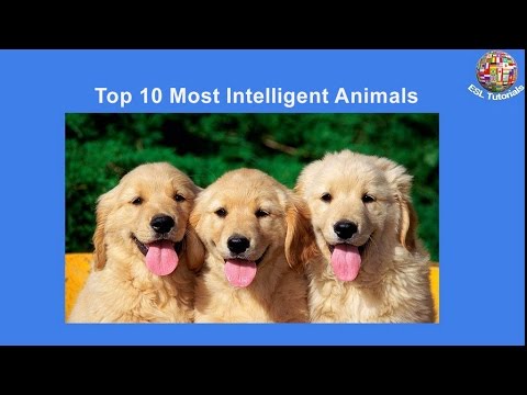 [ESL Tuyorials] - Top 10 Most Intelligent Animals - YouTube
