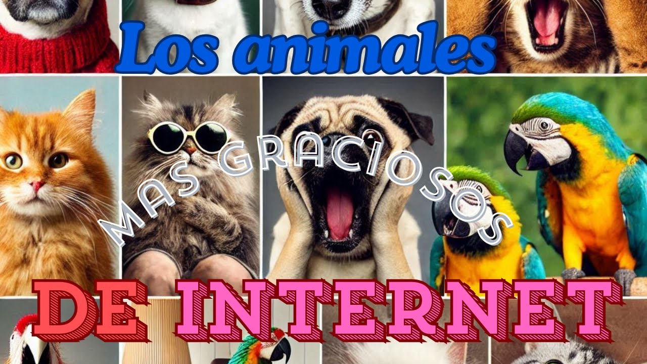 Los Animales Más Graciosos del Internet! 🐶😹 Risas Garantizadas - YouTube