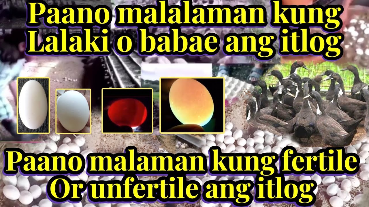 Paano malalaman kung lalaki or babae ang itlog ng itik || paano ...