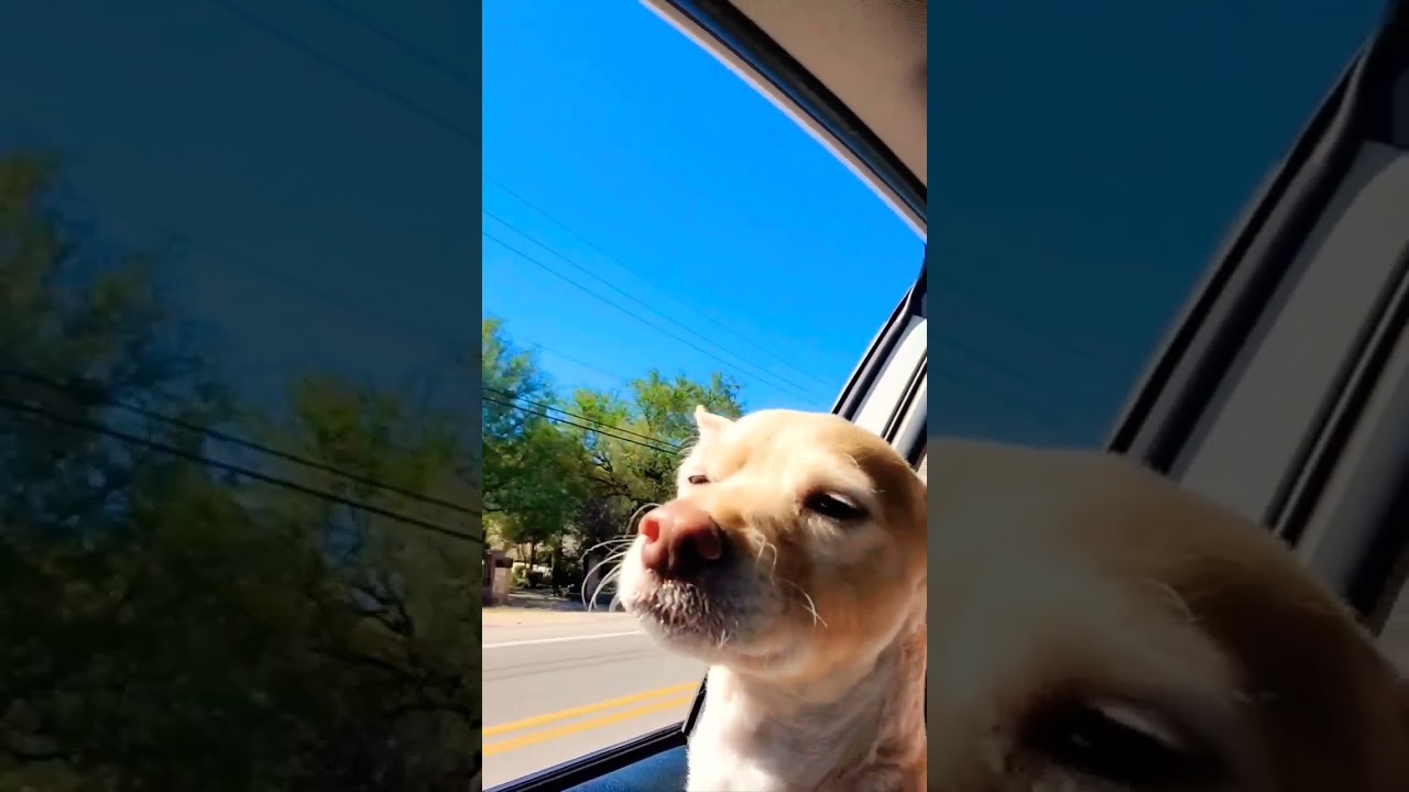 Happy Dog Riding - YouTube