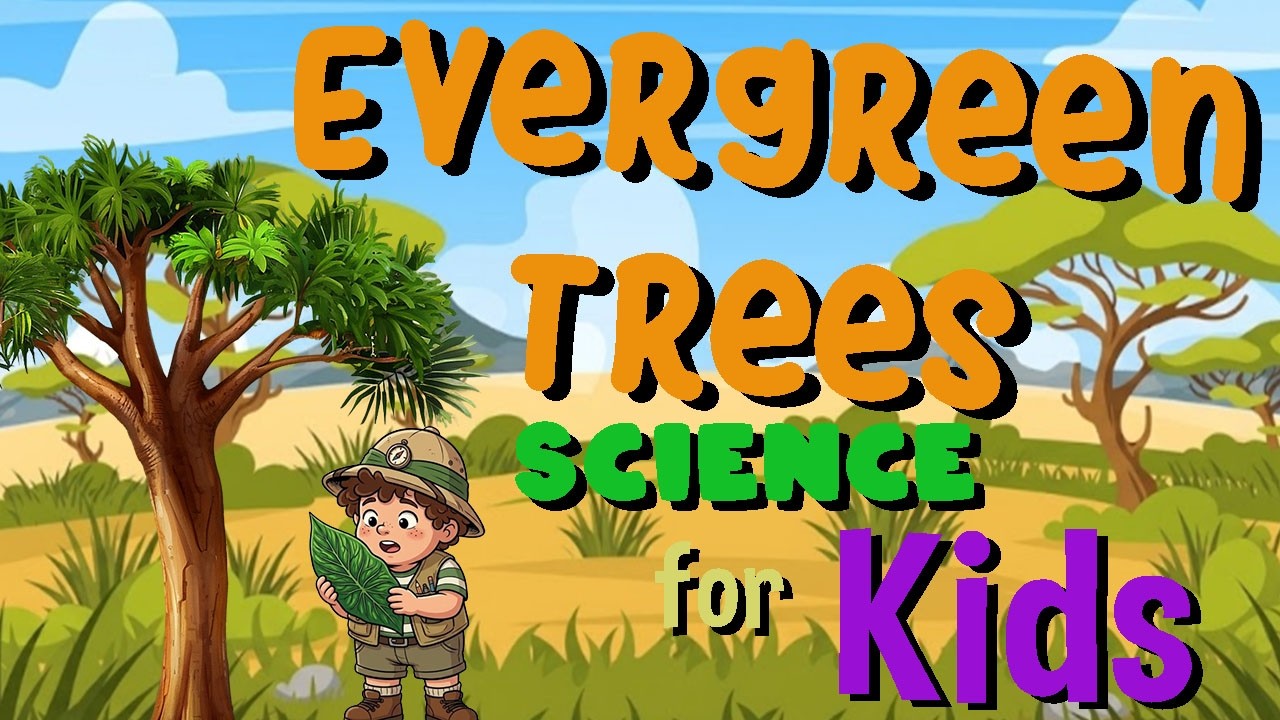 Evergreen Trees | Science for Kids - YouTube