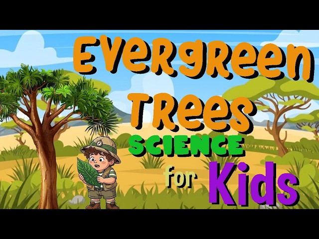 Evergreen Trees | Science for Kids - Videos For Kids