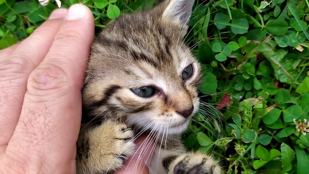 IDE MACA OKO TEBE PAZI DA TE NE OGREBE - YouTube