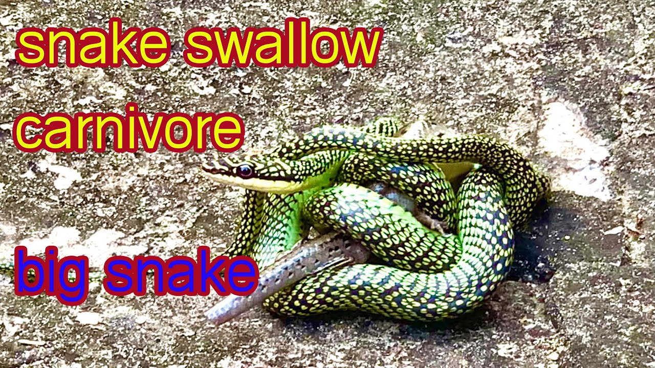 #big snake swallow carnivore# 4/11/2021 - YouTube