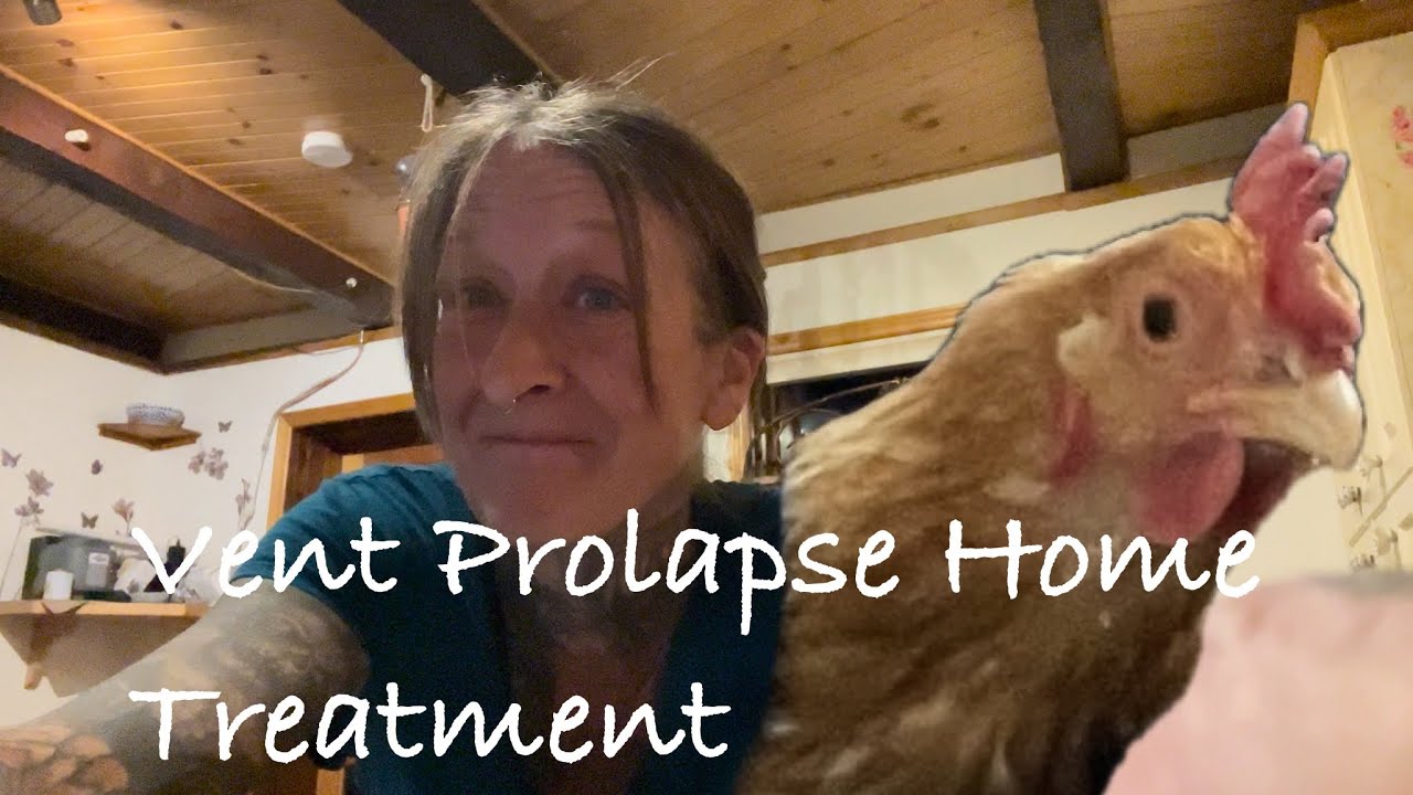 Chicken Vent Prolapse Home Treatment - YouTube