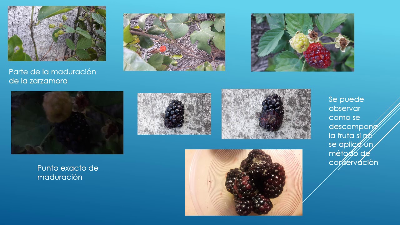 METODO DE CONSERVACION DE LA ZARZAMORA - YouTube