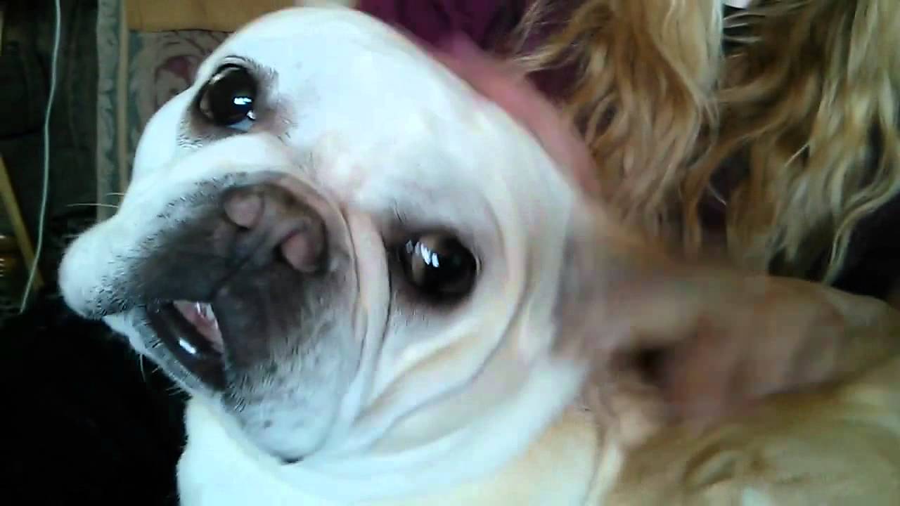 Dogs Purring - YouTube