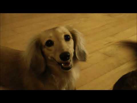 Dog games - YouTube