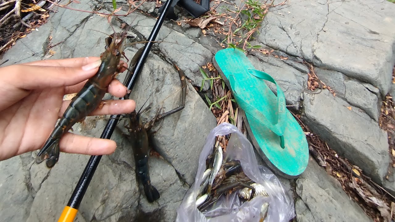 NEXT MANCING DI CURUG PENDOK JATENG KEBUMEN. IKANNYA SUPER JUMBO LURR ...