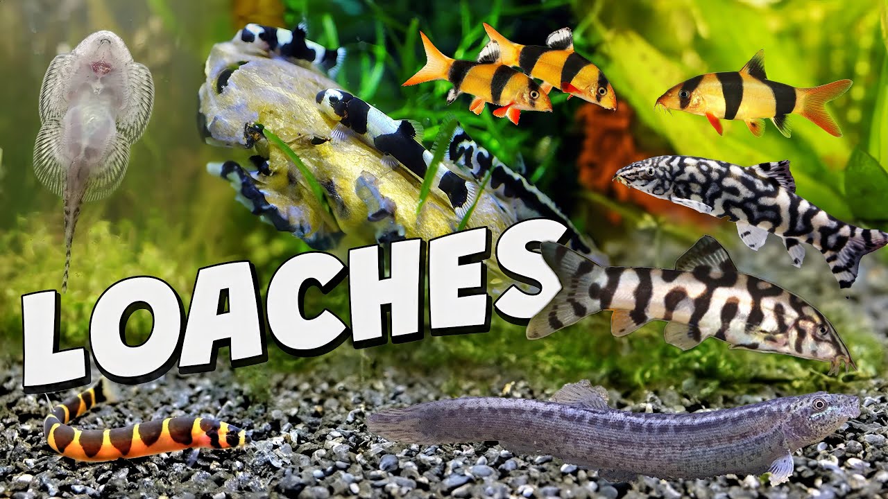 Best Loaches for Aquariums: Loach Lowdown getting to know these popular ...