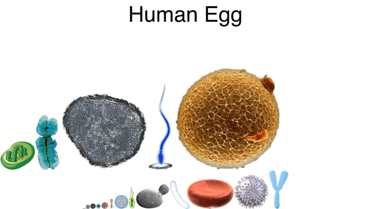 Human Egg Cell Size