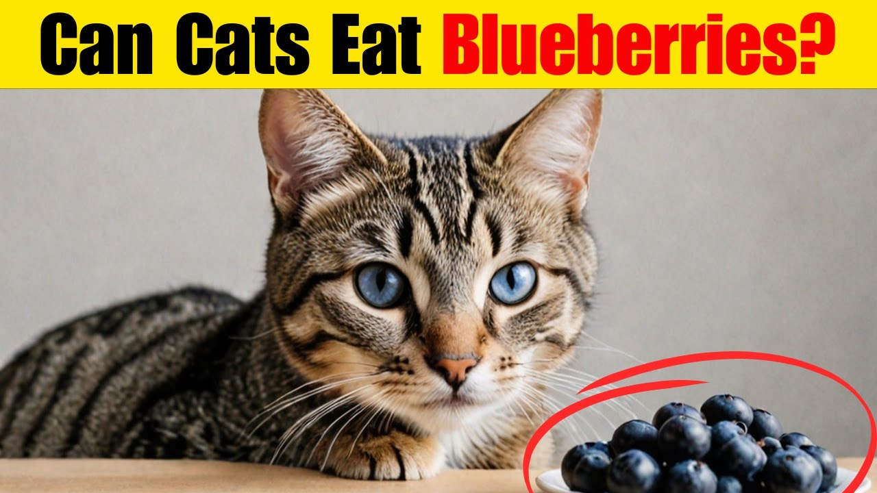 Can Cats Eat Blueberries? Discover the Safe Snacks for Your Feline ...