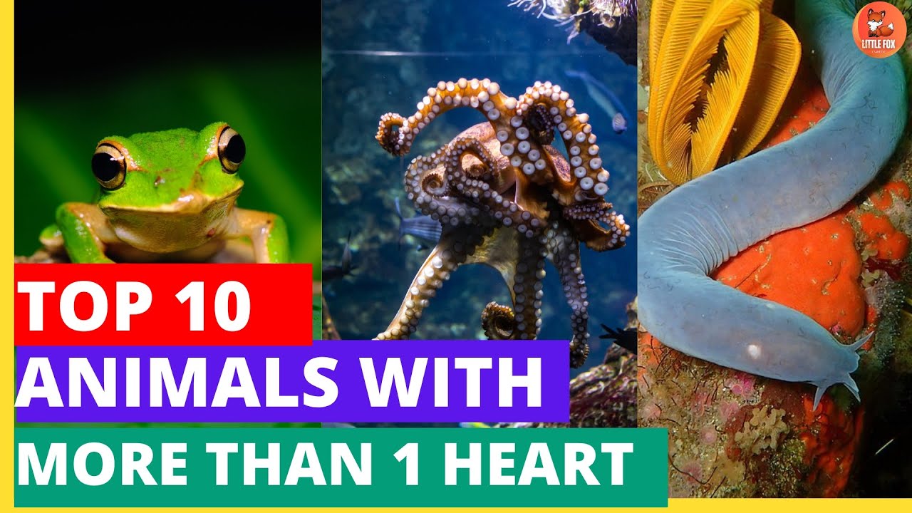 Multiple Hearts?! ️ ️ ️ Amazing Animals with More Than One Heart! # ...