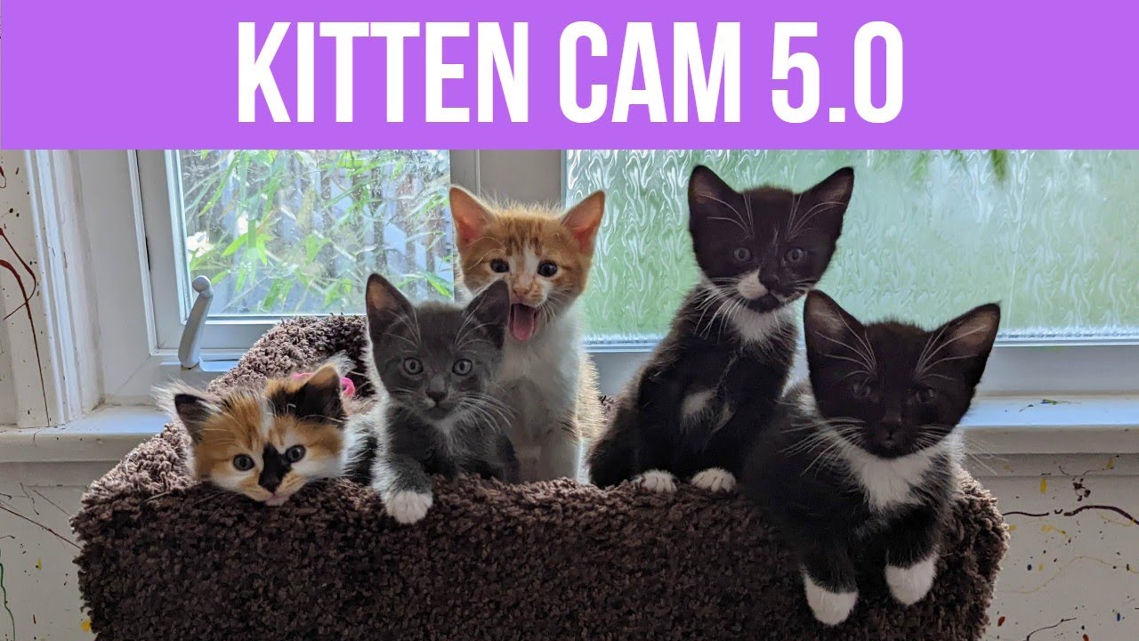 Kitten Cam 5.0 - Day 70 - 5 kittens growing up - YouTube