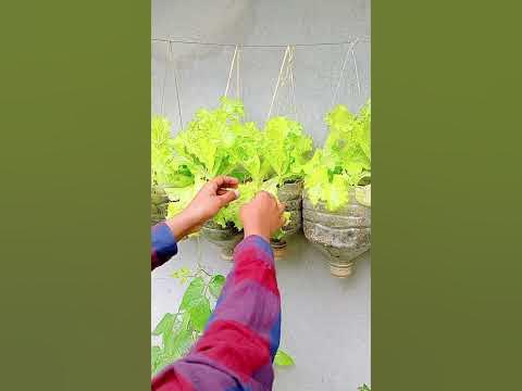 Can you guess how BIG this lettuce will grow? Harvesting my garden ...