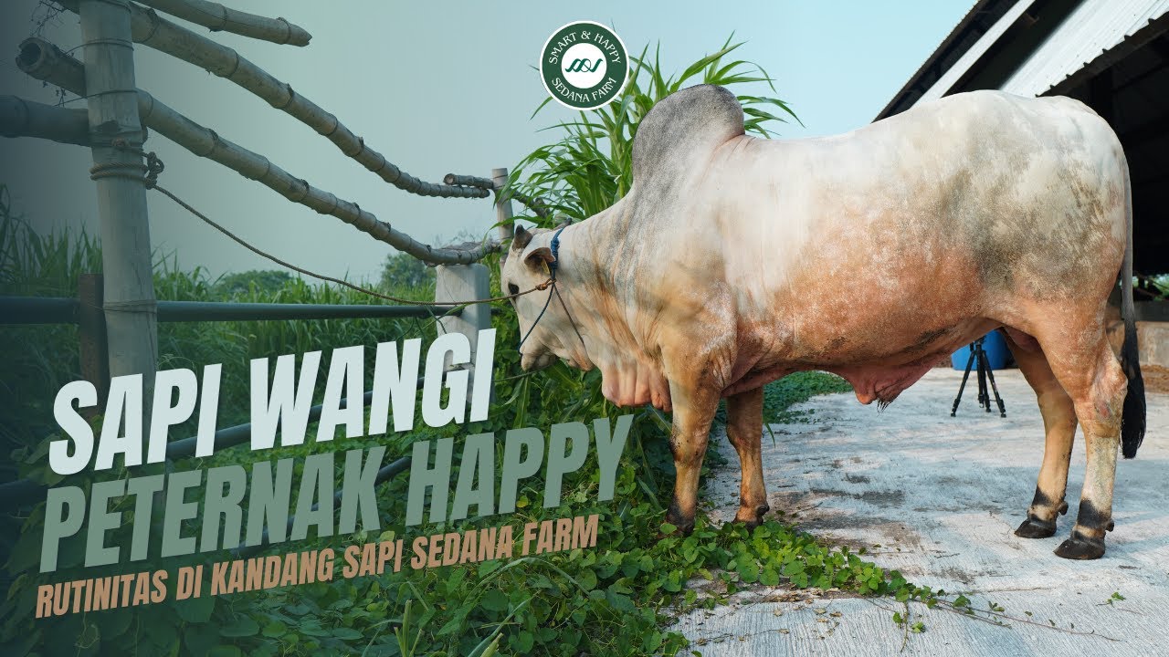 SAPI WANGI, PETERNAK HAPPY: RUTINITAS DI KANDANG SAPI SEDANA FARM - YouTube