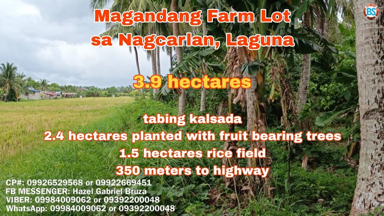 (P# 745) 3.9 hectares Farm Lot along the road @ 500/sqm in Nagcarlan ...