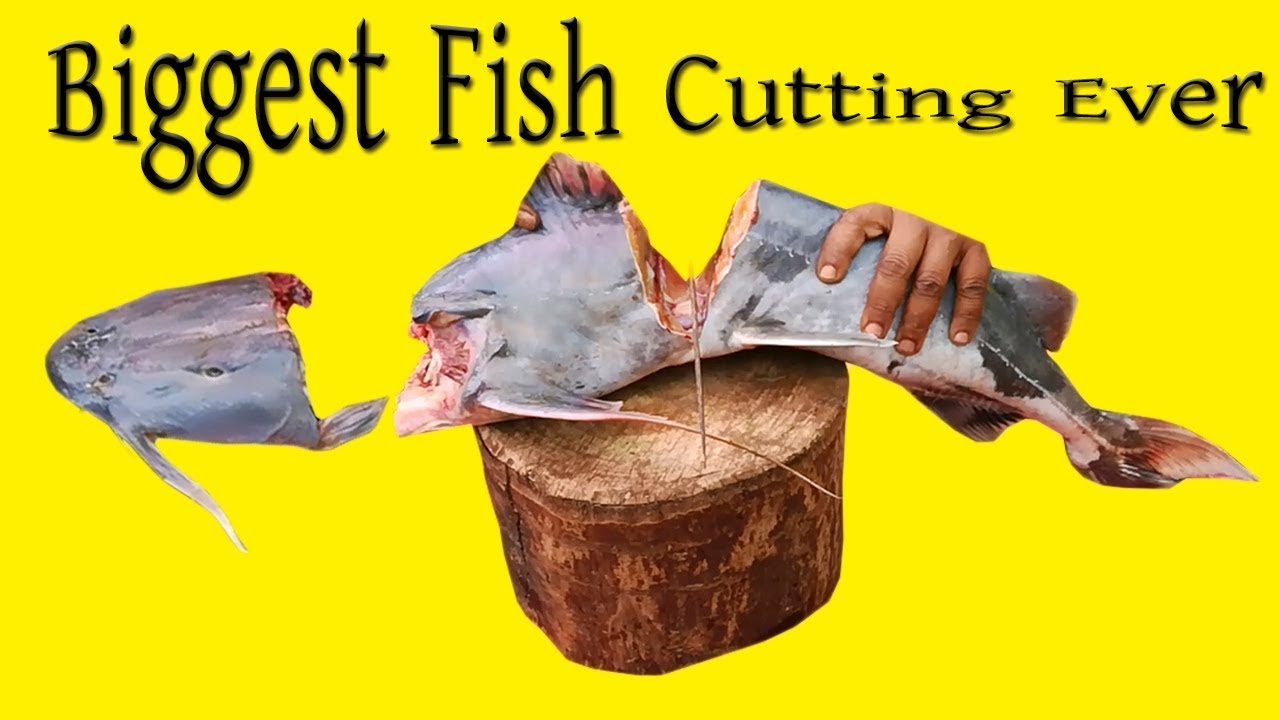 The Biggest Fish Cutting Ever Fastest Fish Cutting Skills Most ...