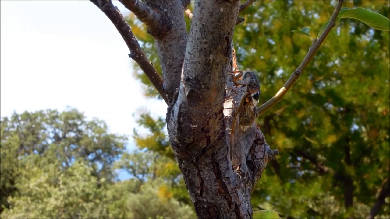 Cicadas the sound of Greece - YouTube