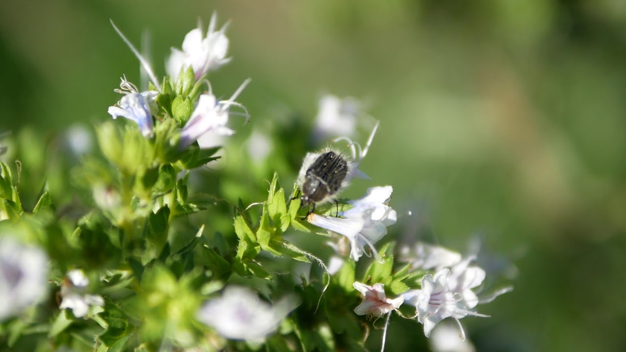 Lumix GX-80 /85 (Chamorro de flor canario (Tropinota squalida ...