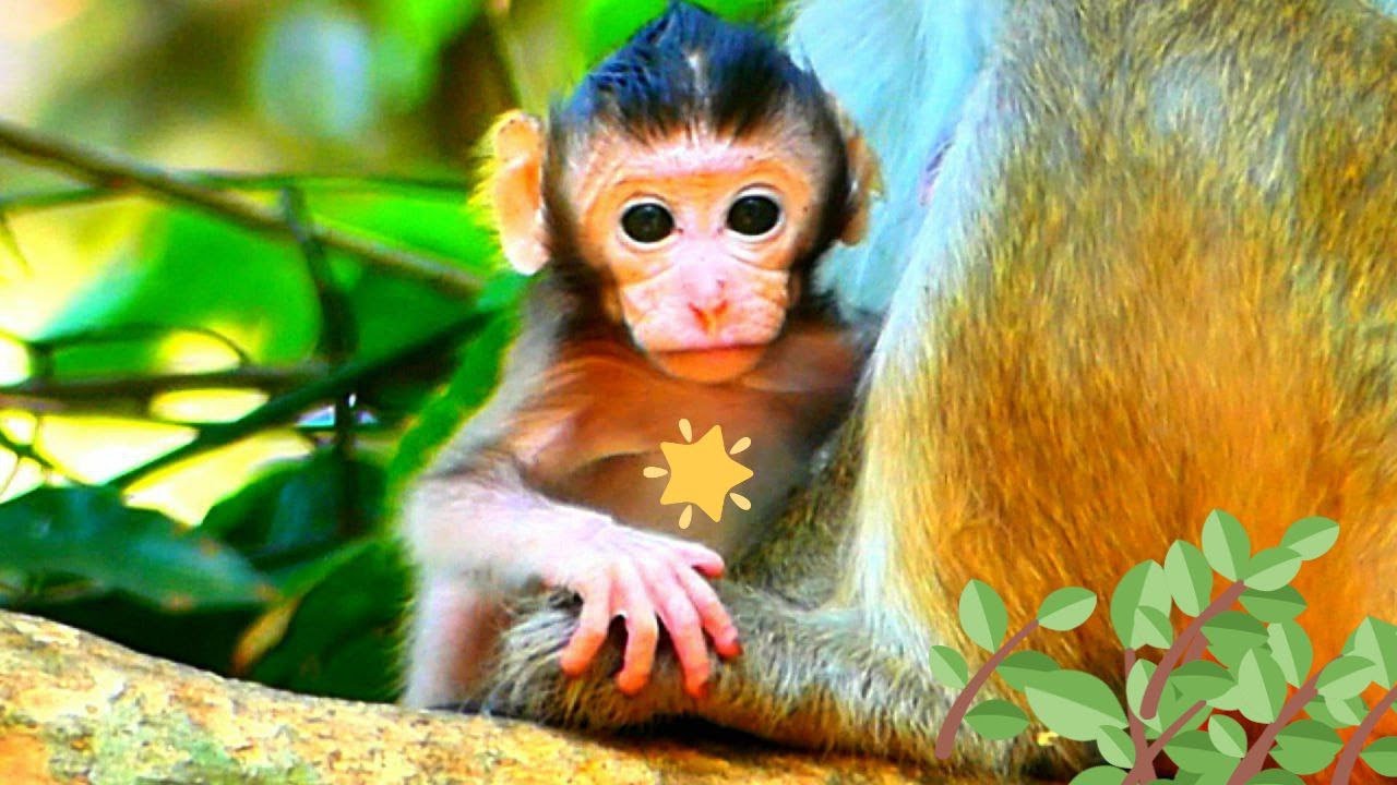 The peaceful life of the wild monkey family is The cutest tiny baby ...