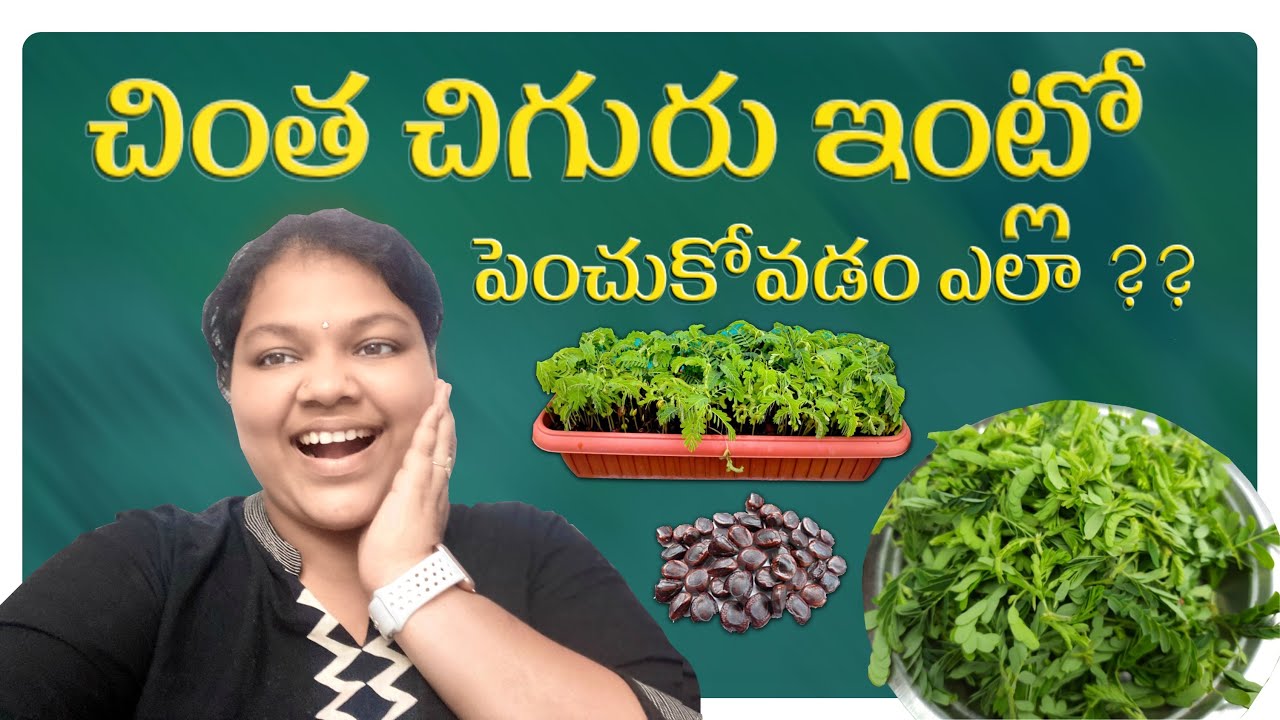 How to Grow chinta chiguru from Seed in pots | చింత చిగురు పండించేద్దాం ...